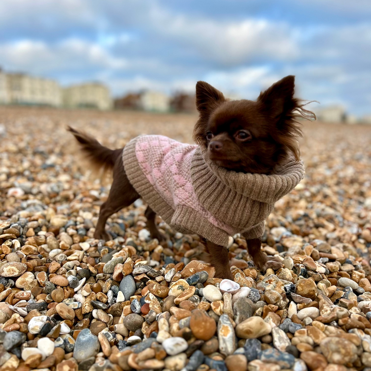 Why Do Dogs Prefer Wool? – WAG&WOOL™
