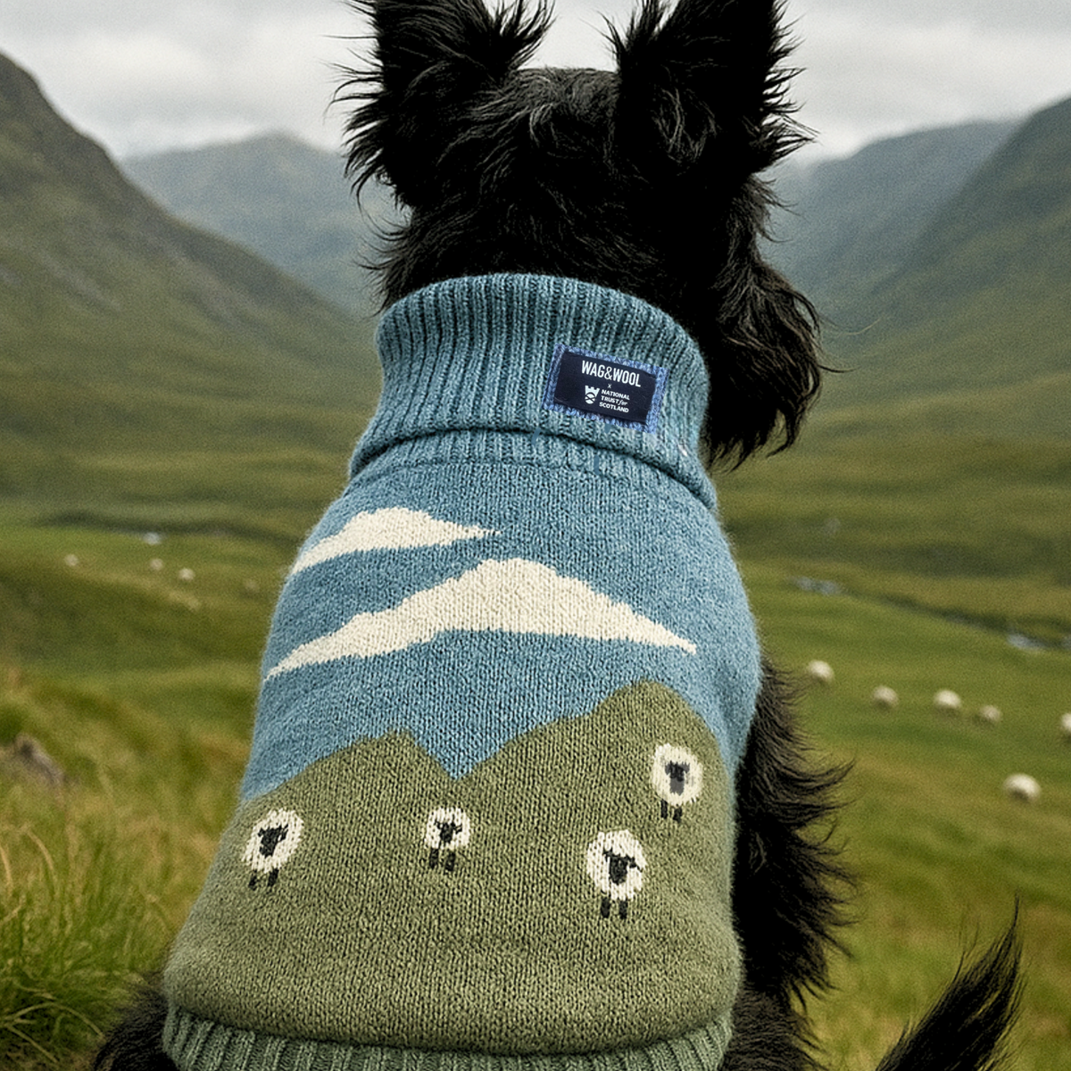 Blackface Sheep Dog Jumper in British Wool – WAG&WOOL™